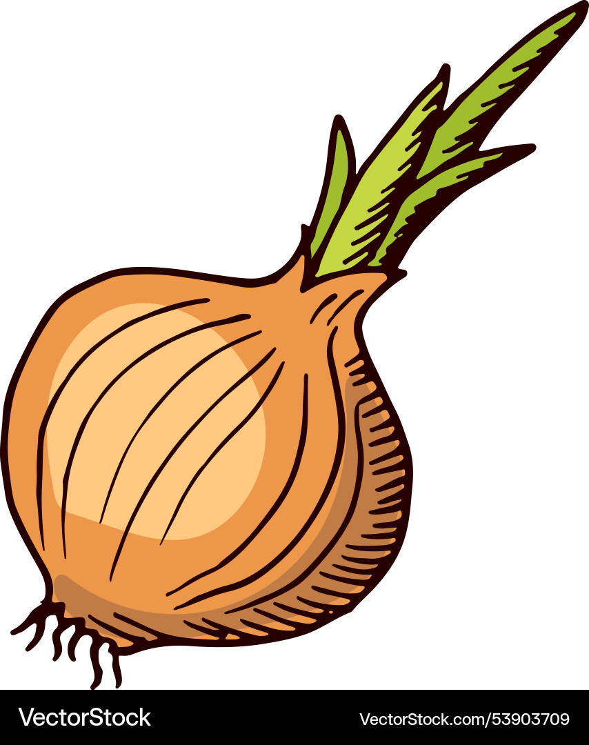 Hand Drawn Onion Doodle Royalty Free Vector Image