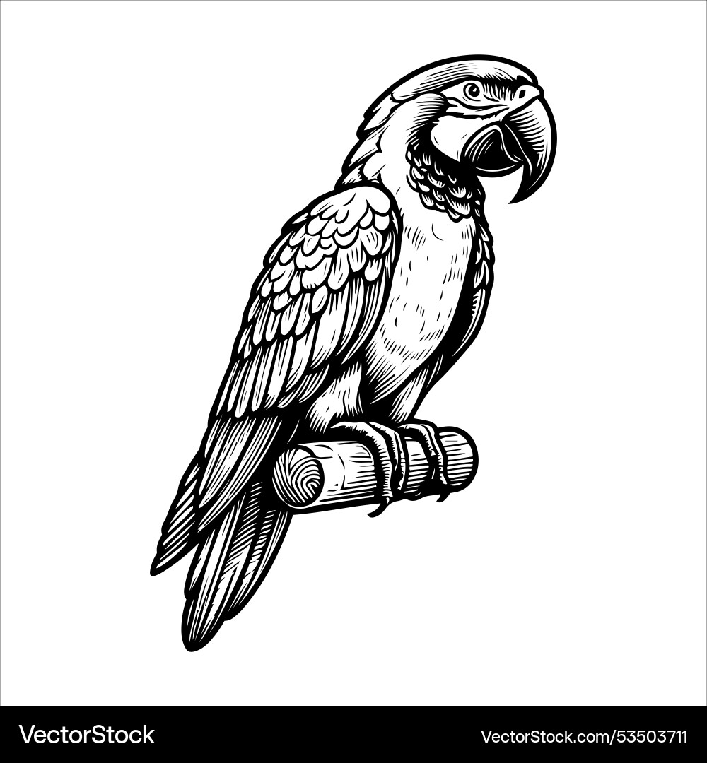 Macaw Outline Vector Images (over 1,500)