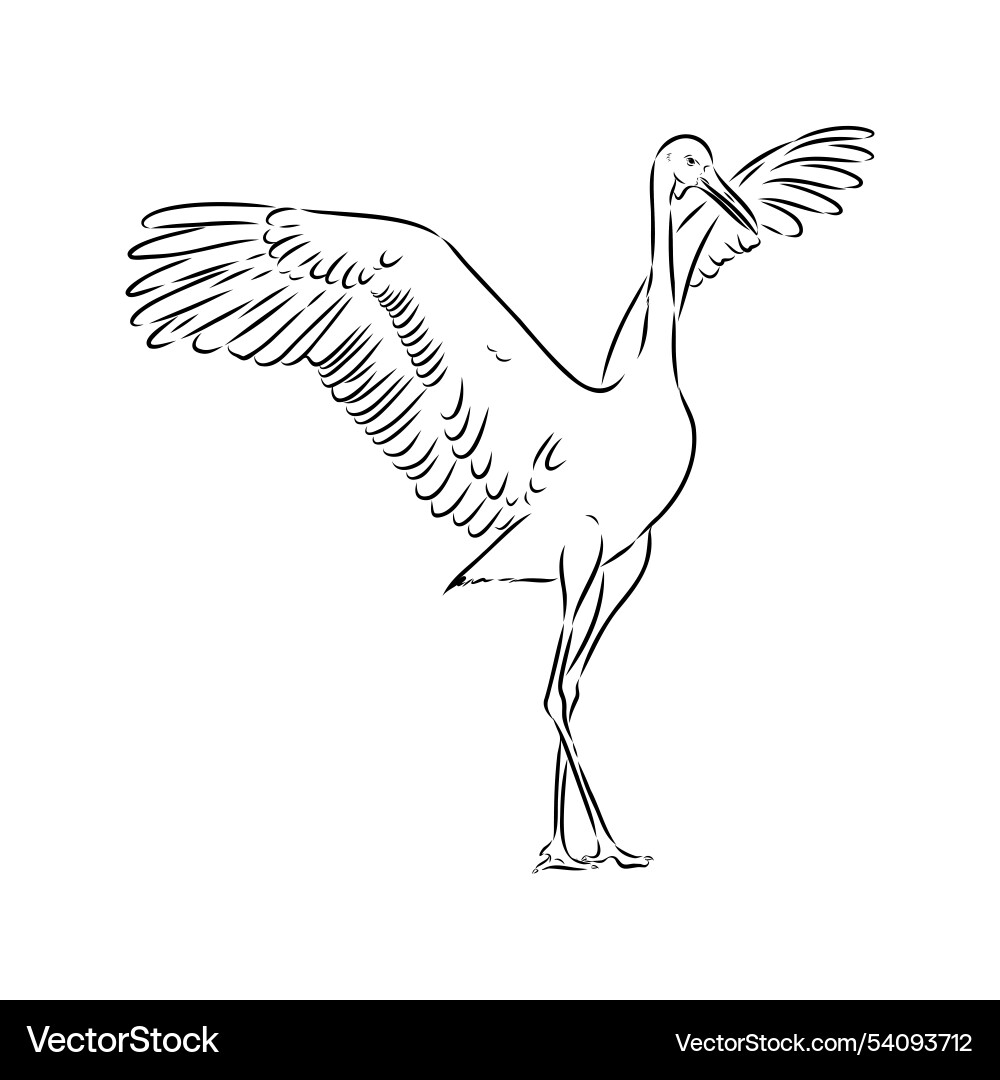 Hand-Drawn Australian Brolga Crane Royalty Free Vector Image