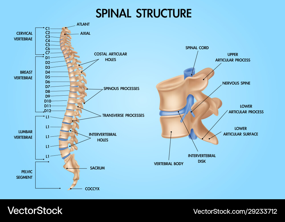 Spine anatomy realistic chart Royalty Free Vector Image Spine anatomy realistic chart Royalty Free Vector Image
