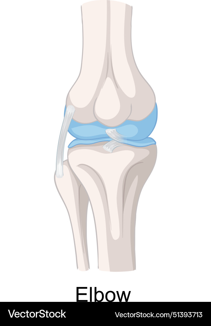 Detailed of human elbow joint structure Royalty Free Vector