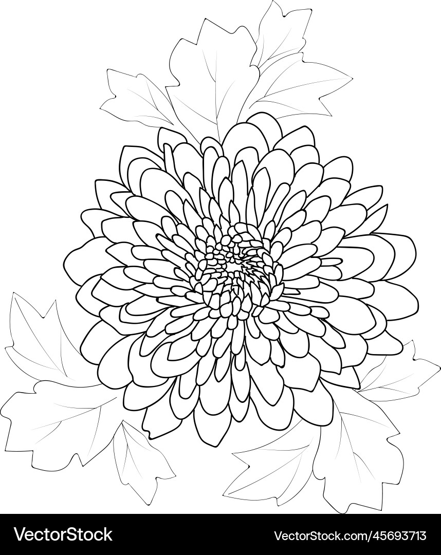 Dhalia Flower Drawing Sketch Coloring Page Vector Image