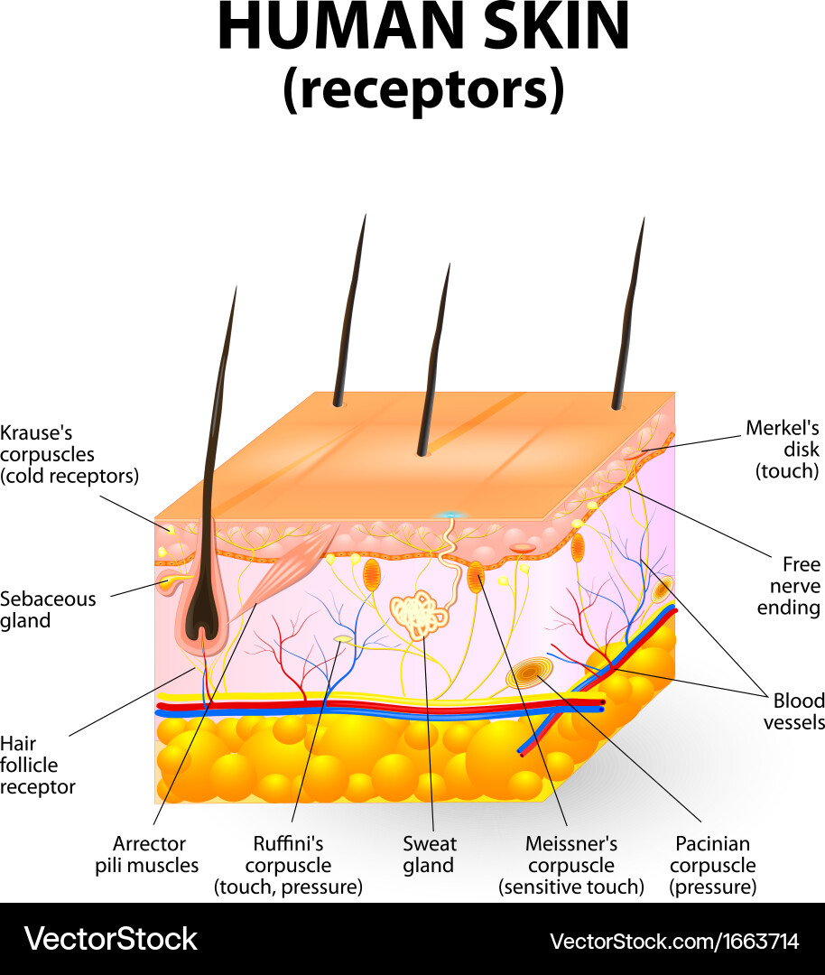 Cross section human skin Royalty Free Vector Image