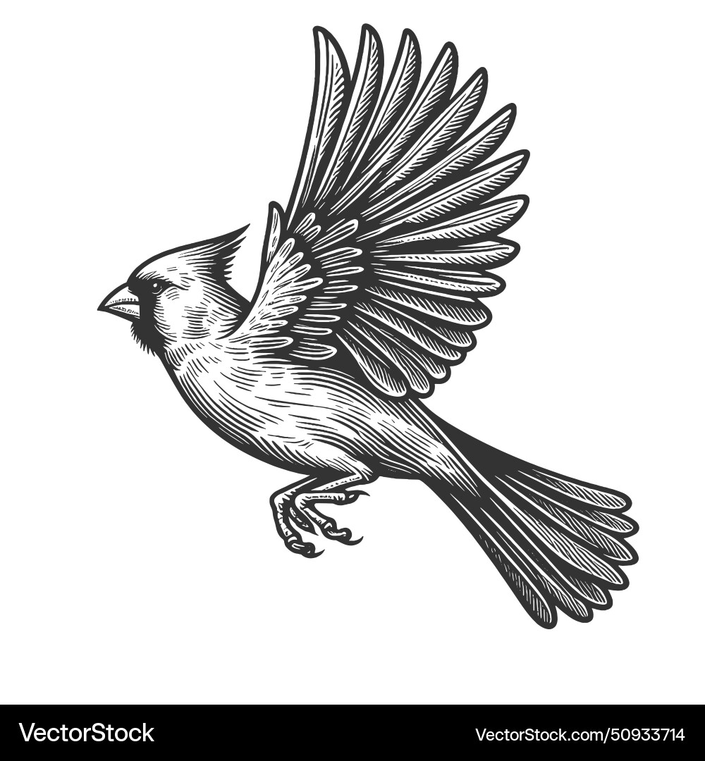 Cardinal Vector Images (over 4,600)