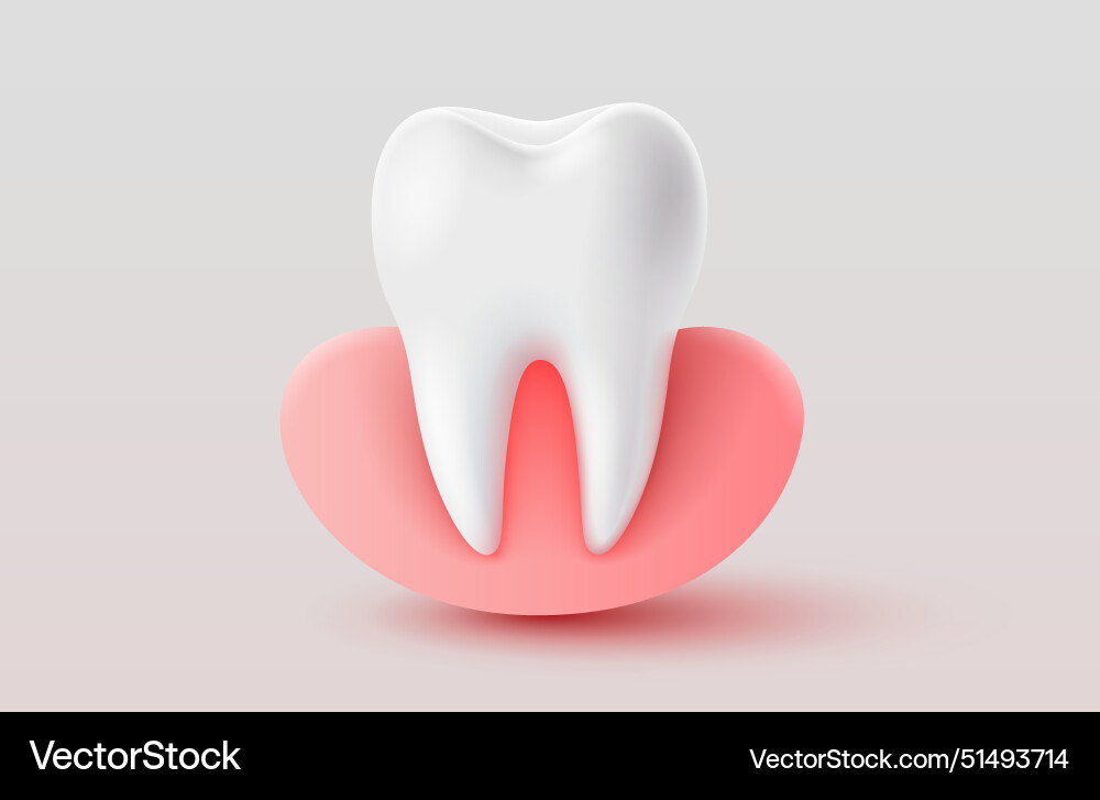 Tooth with gum 3d Royalty Free Vector Image - VectorStock