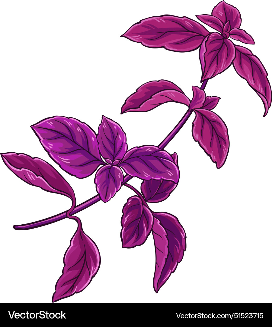 Purple basil branch colored detailed Royalty Free Vector