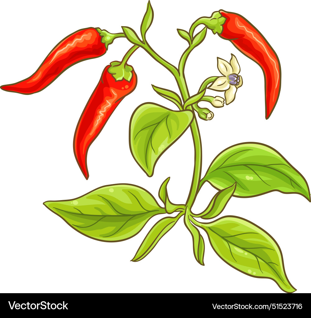 Cayenne pepper plant colored detailed Royalty Free Vector