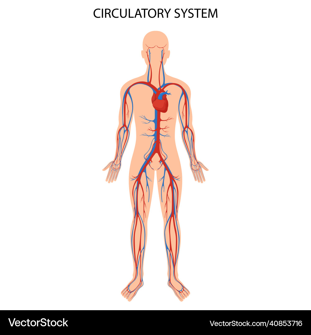 Menschliches Kreislaufsystem Herzanatomie Vektorbild