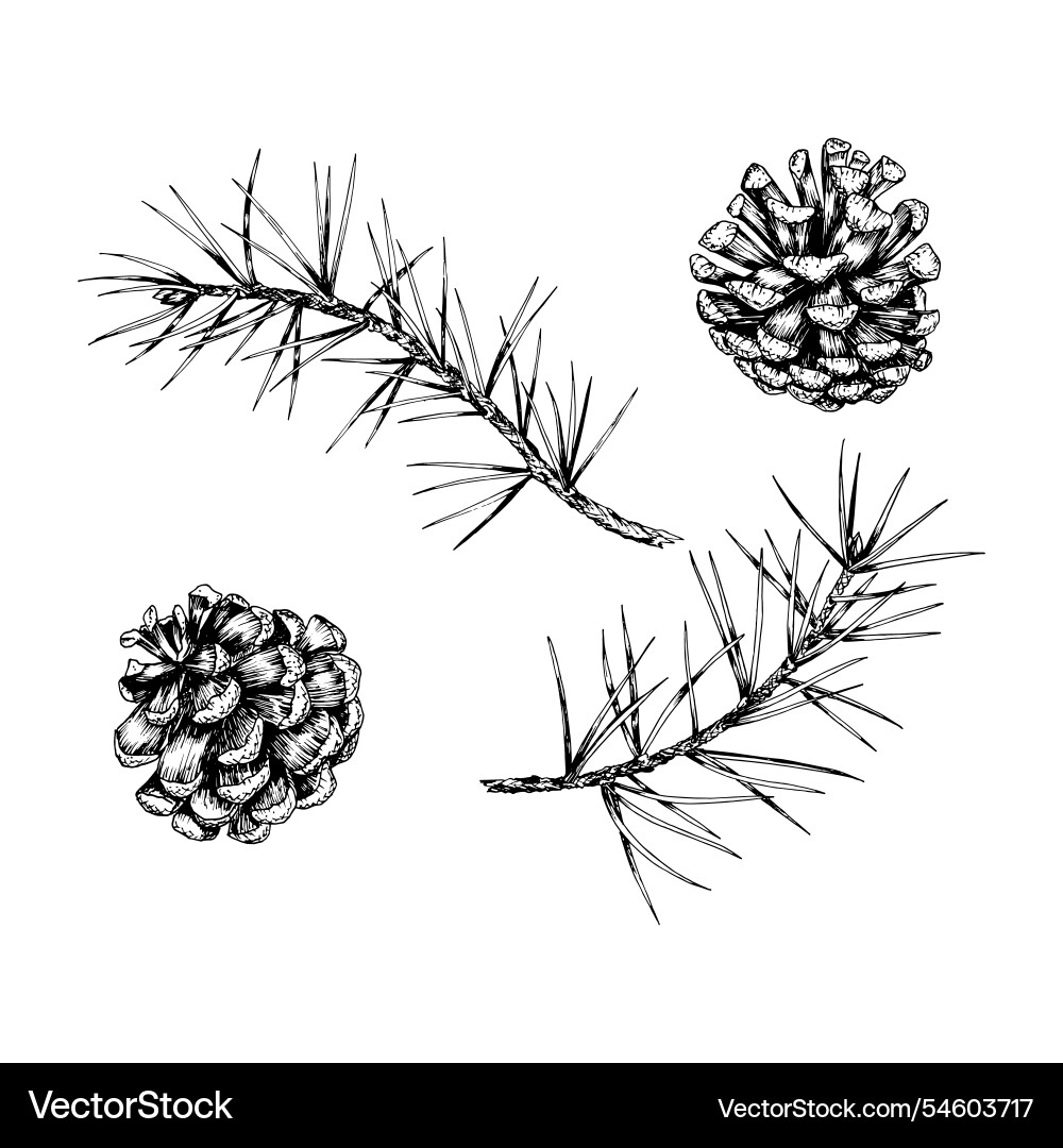 Detailed hand drawn of pine Royalty Free Vector Image