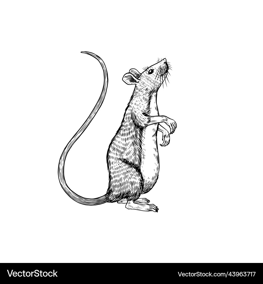 Rat or mouse graphic wild animal hand drawn Vector Image