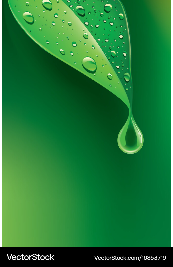 Water Drop On Leaf 999+ Water Droplets On Leaf Pictures | Download