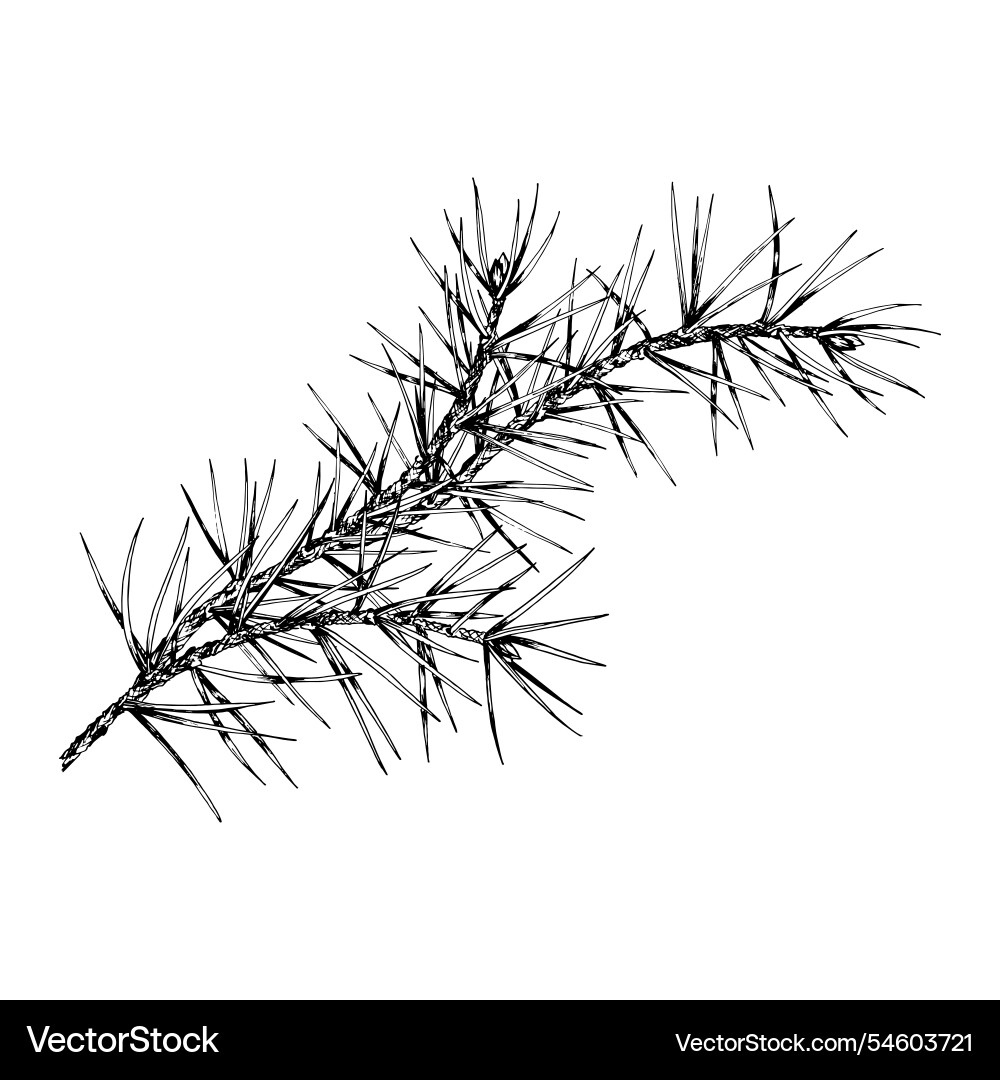 Detailed hand drawn of pine Royalty Free Vector Image
