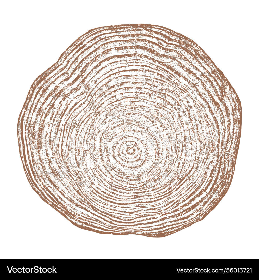 Wood texture cross section of tree rings Vector Image