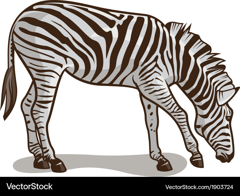 Zebra Royalty Free Vector Image - VectorStock