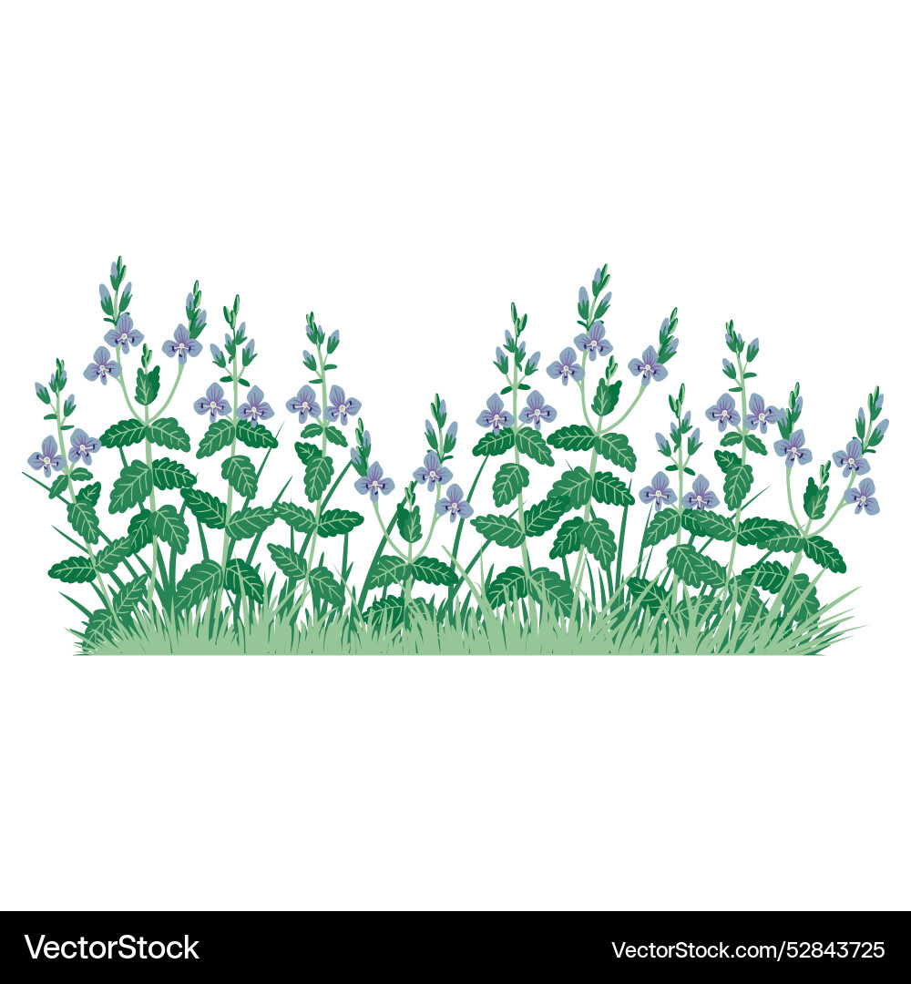 Drawing wild flowers germander speedwell Vector Image