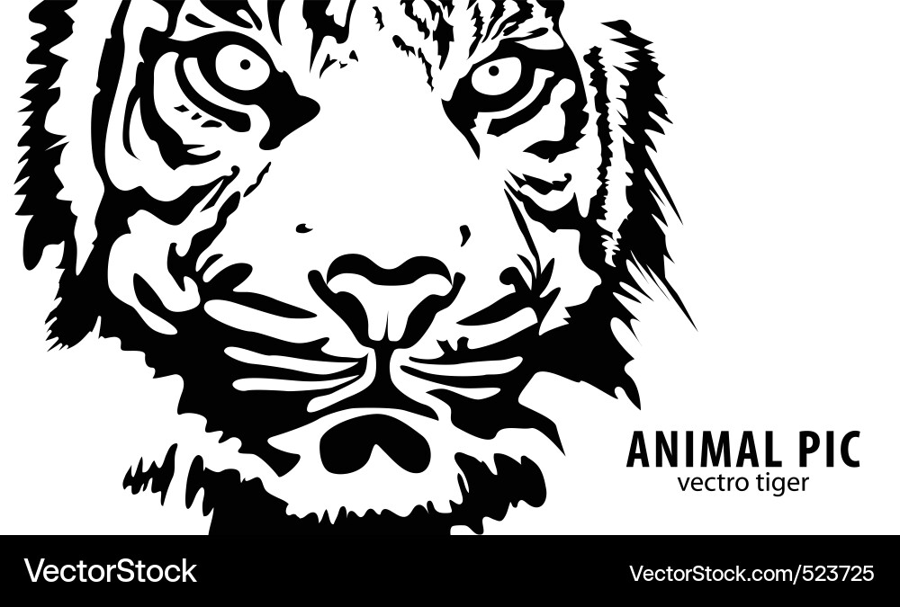 Tiger Royalty Free Vector Image - VectorStock