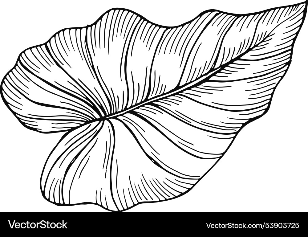 Tropical leaf drawing floral element botanical Vector Image