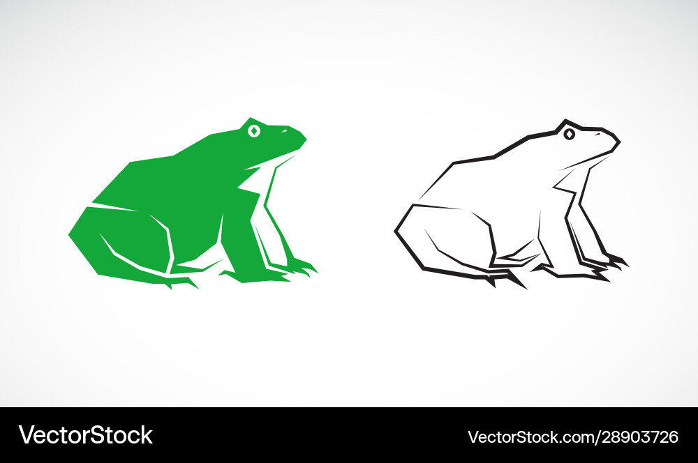 Green frog design on white background amphibian Vector Image