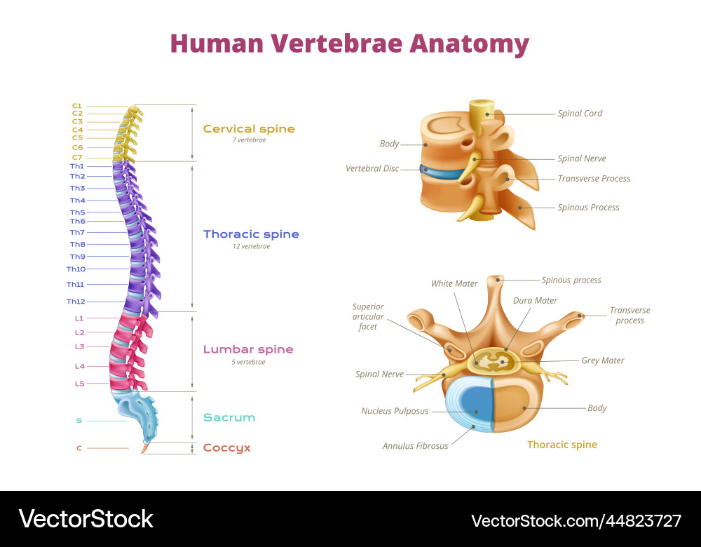 Human vertebrae diagram infographics Royalty Free Vector Human vertebrae diagram infographics Royalty Free Vector