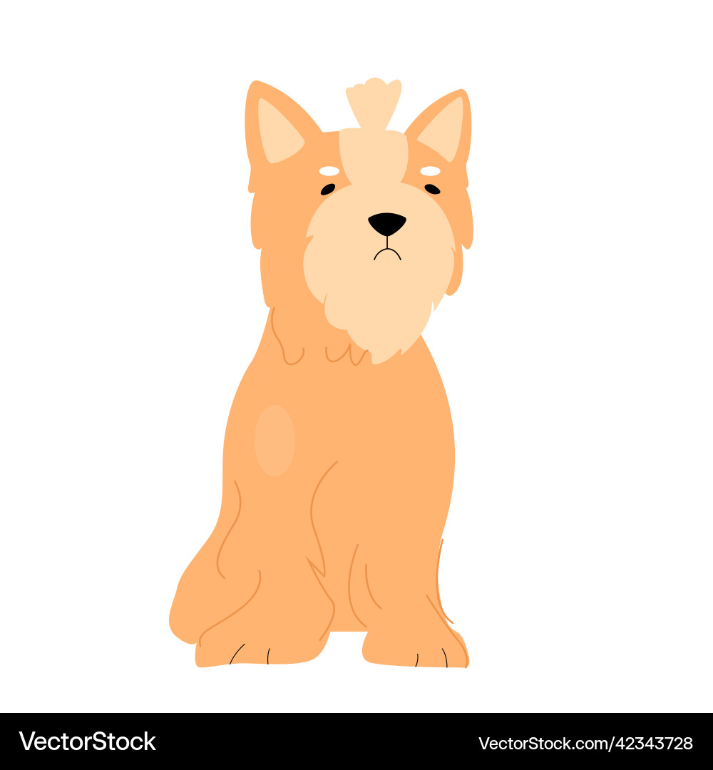 Cute maltese puppy dog Royalty Free Vector Image