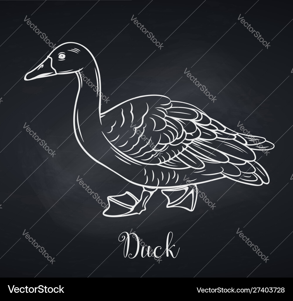 Duck outline icon chalkboard style Royalty Free Vector Image