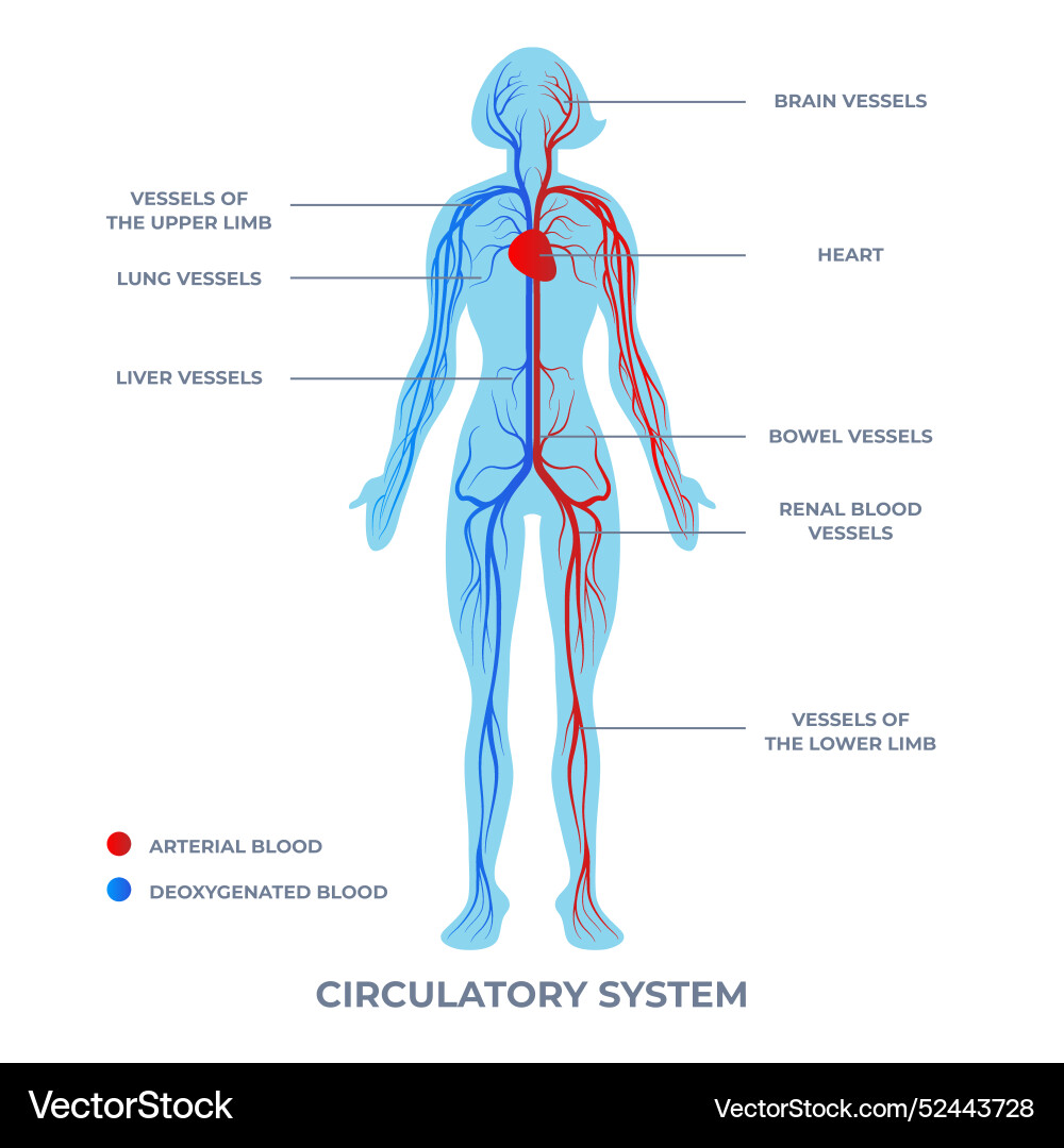 Gradient circulatory system infographic Royalty Free Vector