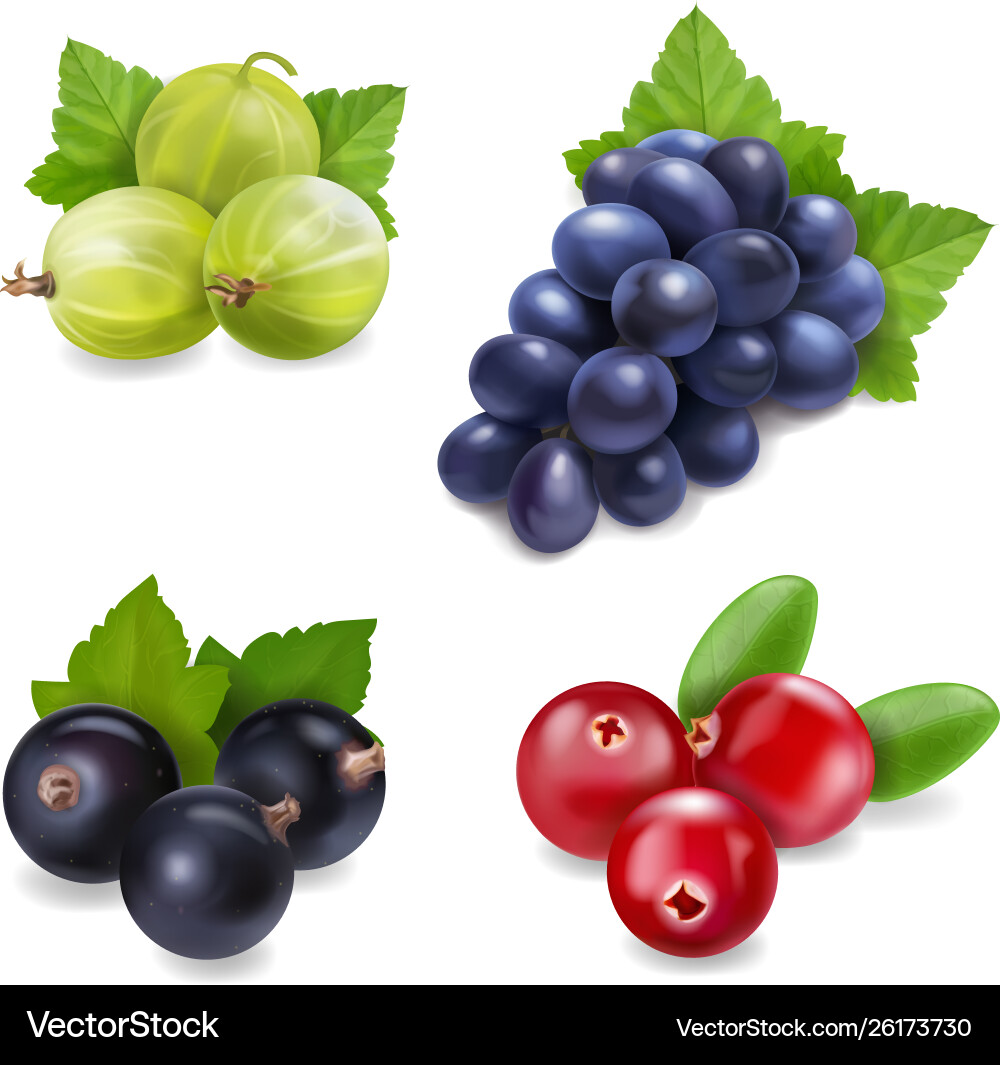 Berry fruit realistic set with isolated Royalty Free Vector
