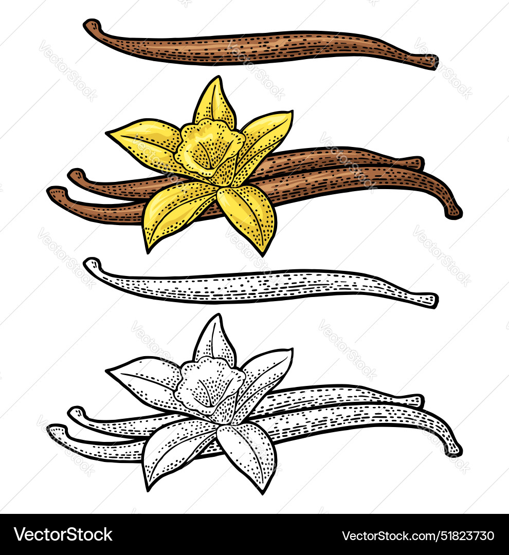 Vanilla Draw Vector Images (over 8,100)