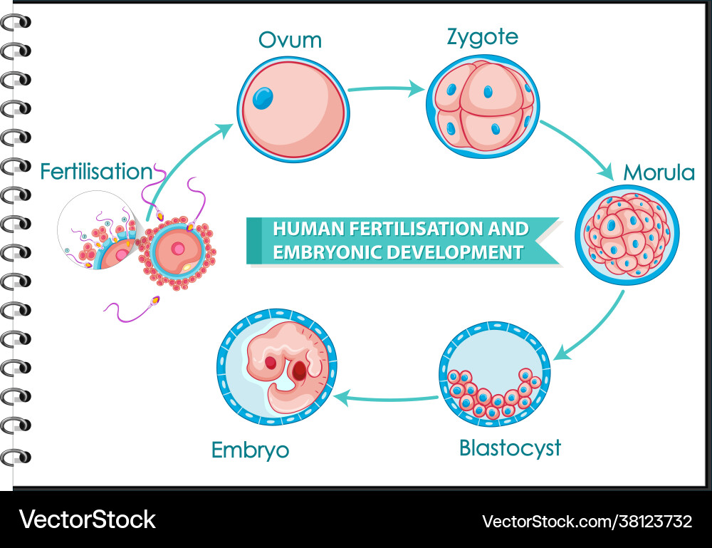 Human fertilisation and embryonic development Vector Image