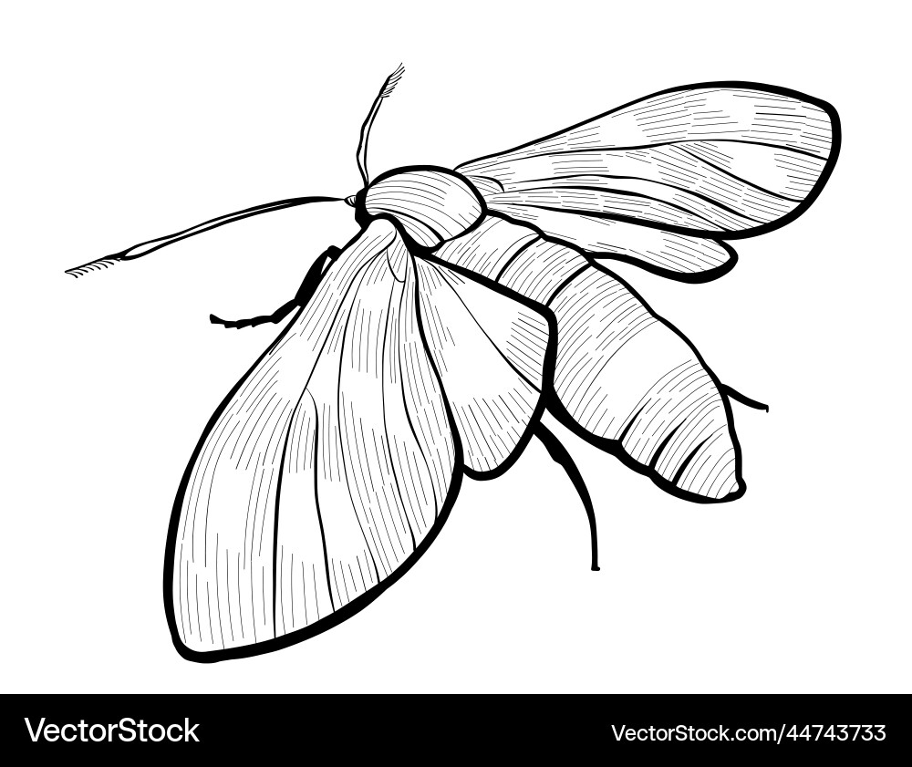 Realistic moth butterfly drawing black and white Vector Image