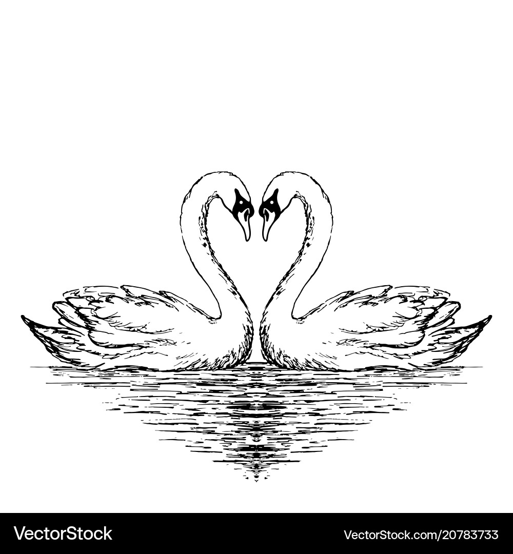 Two swans sketch hand drawn Royalty Free Vector Image