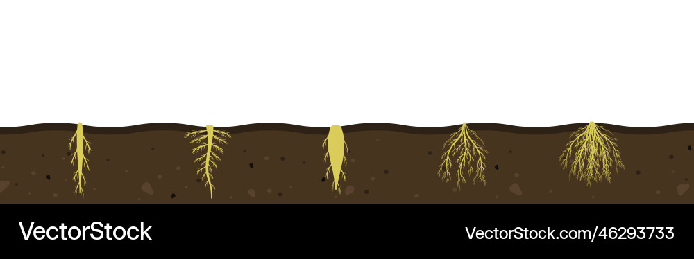 Variety of root systems in soil Royalty Free Vector Image