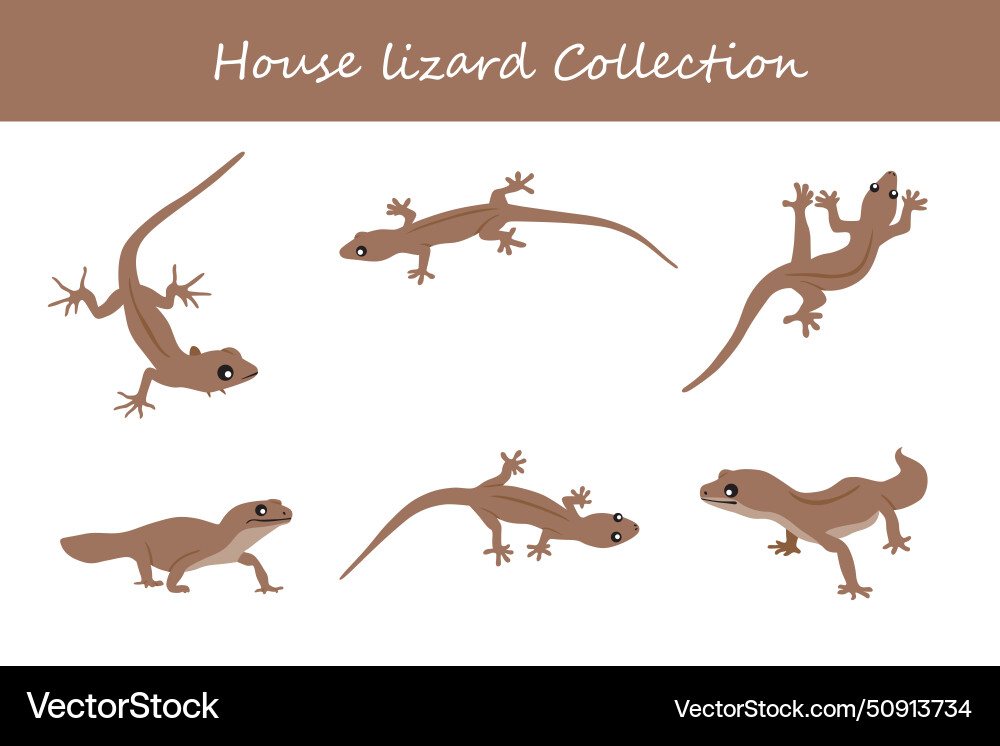 House lizard collection Royalty Free Vector Image