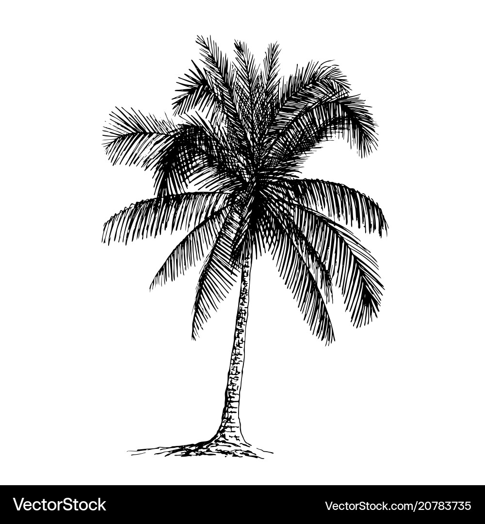 Palm sketch hand drawn Royalty Free Vector Image