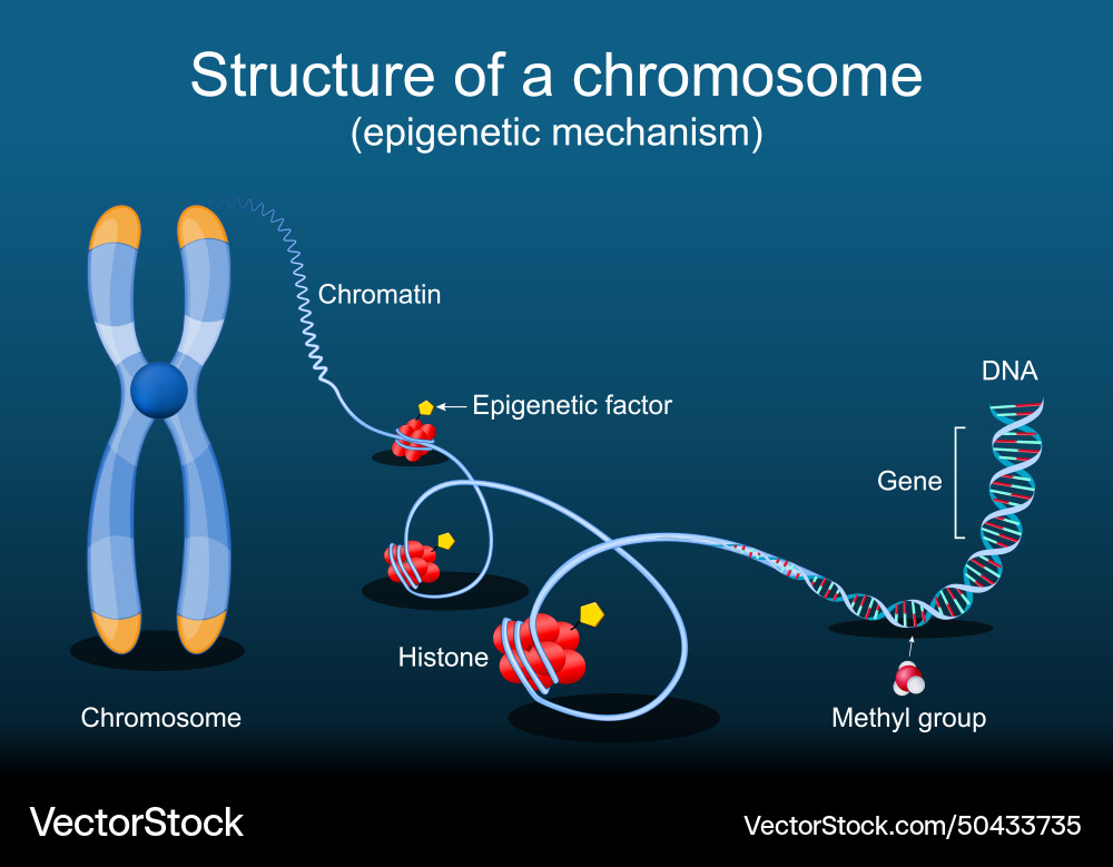 Structure of a chromosome epigenetic mechanism Vector Image