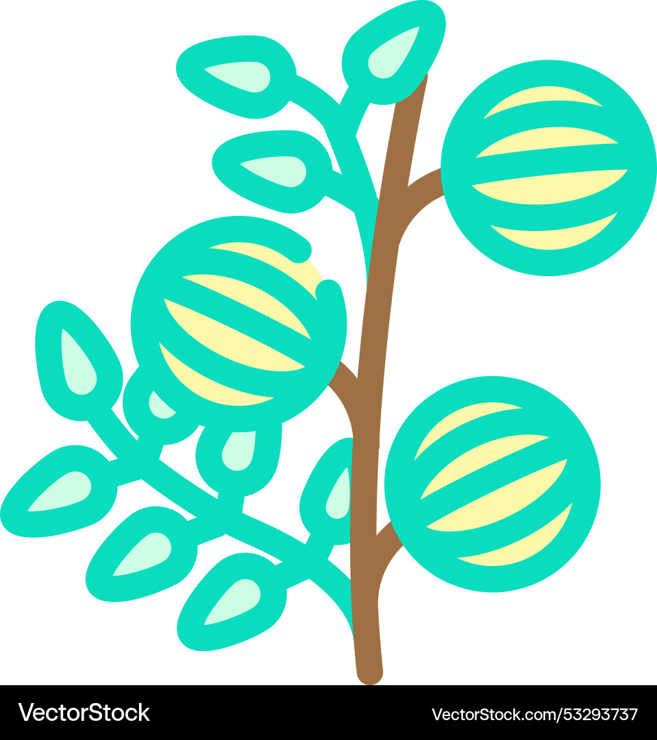 Amla ayurvedic herb color icon Royalty Free Vector Image