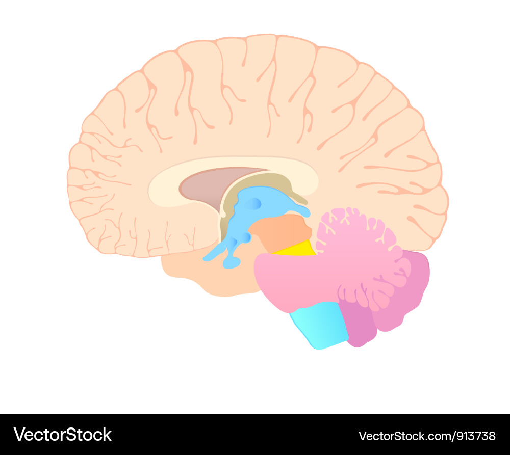 Convolutions of the brain Royalty Free Vector Image