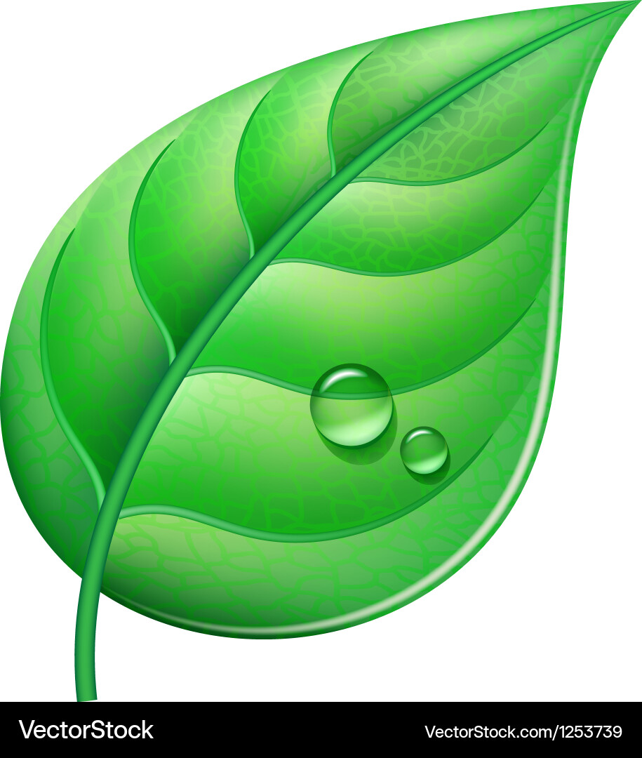 Green leaf Royalty Free Vector Image - VectorStock