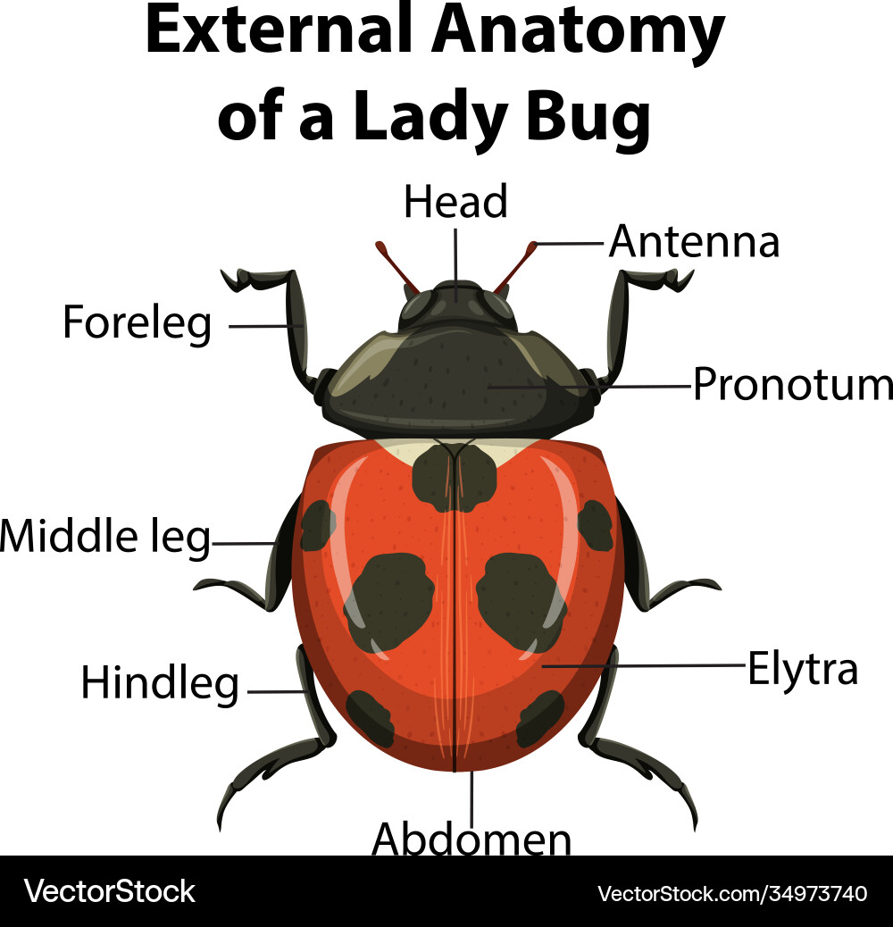 External anatomy a lady bug on white background Vector Image