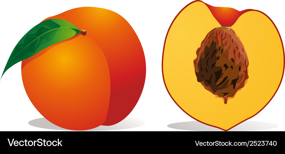 Peach Royalty Free Vector Image - VectorStock