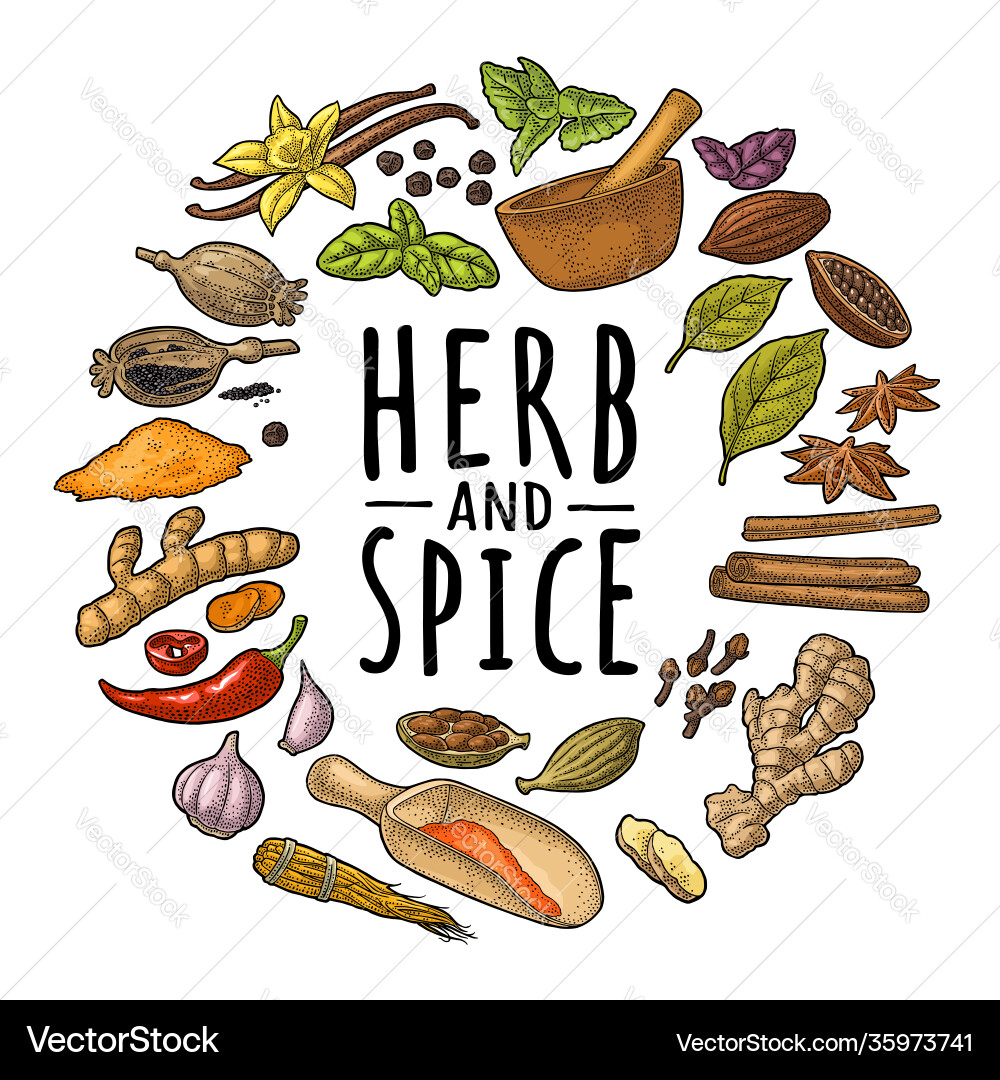 Circle shape set with herb and spice Royalty Free Vector