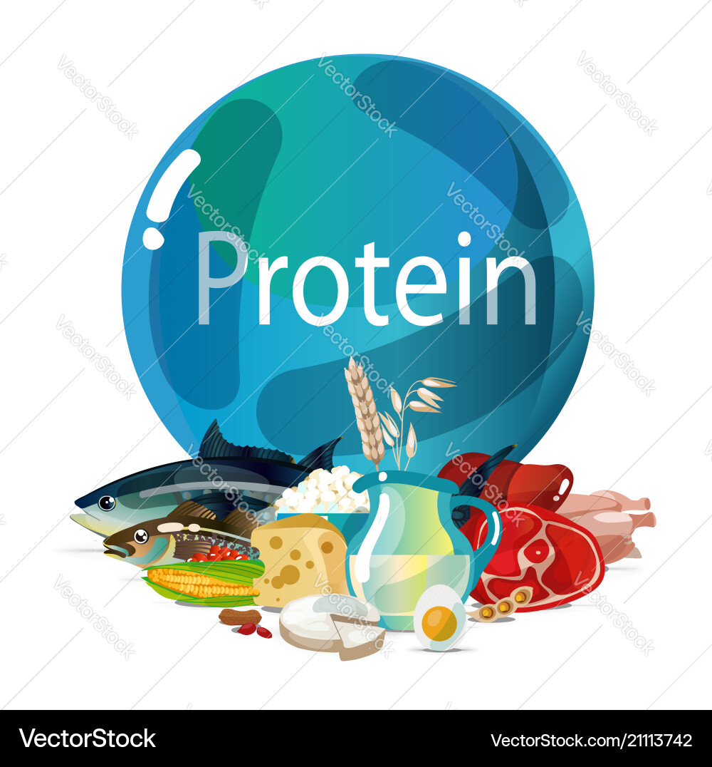 Protein nutrition Royalty Free Vector Image - VectorStock