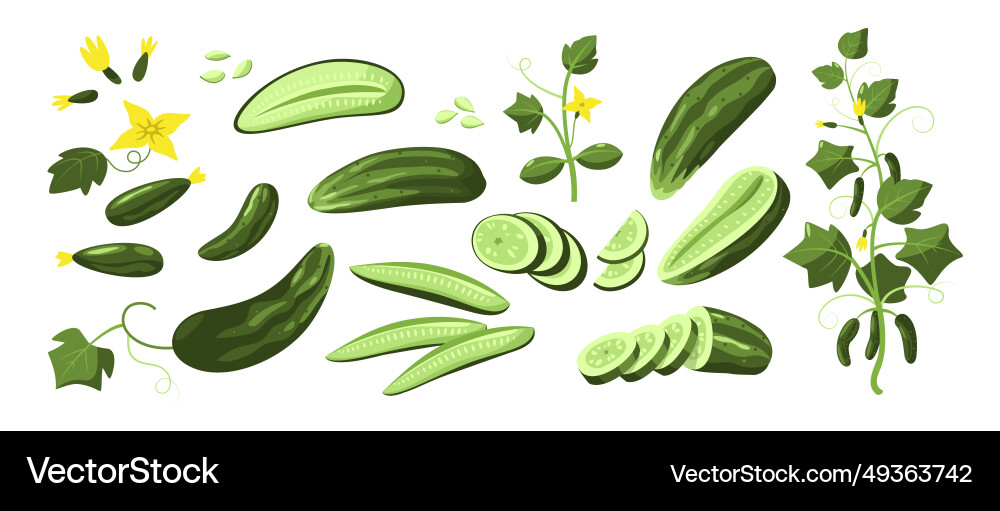 Sliced cucumber collection fresh organic whole Vector Image