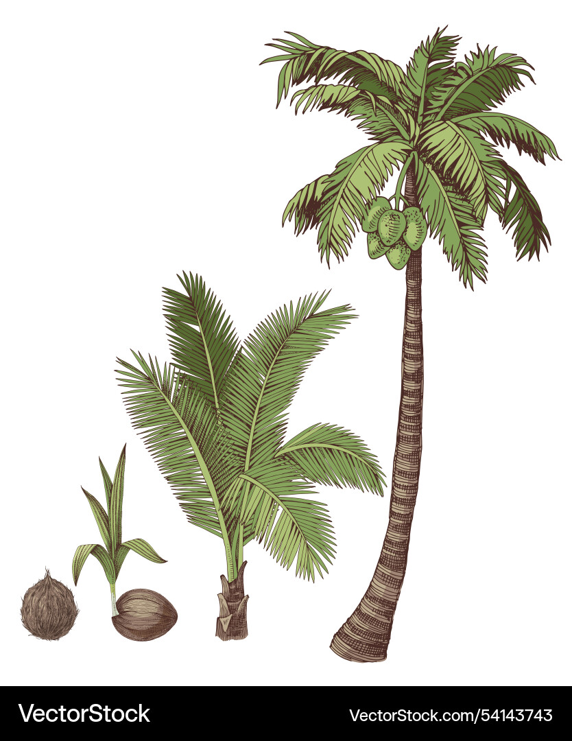 Coconut Palm Tree Growth Stages Royalty Free Vector Image