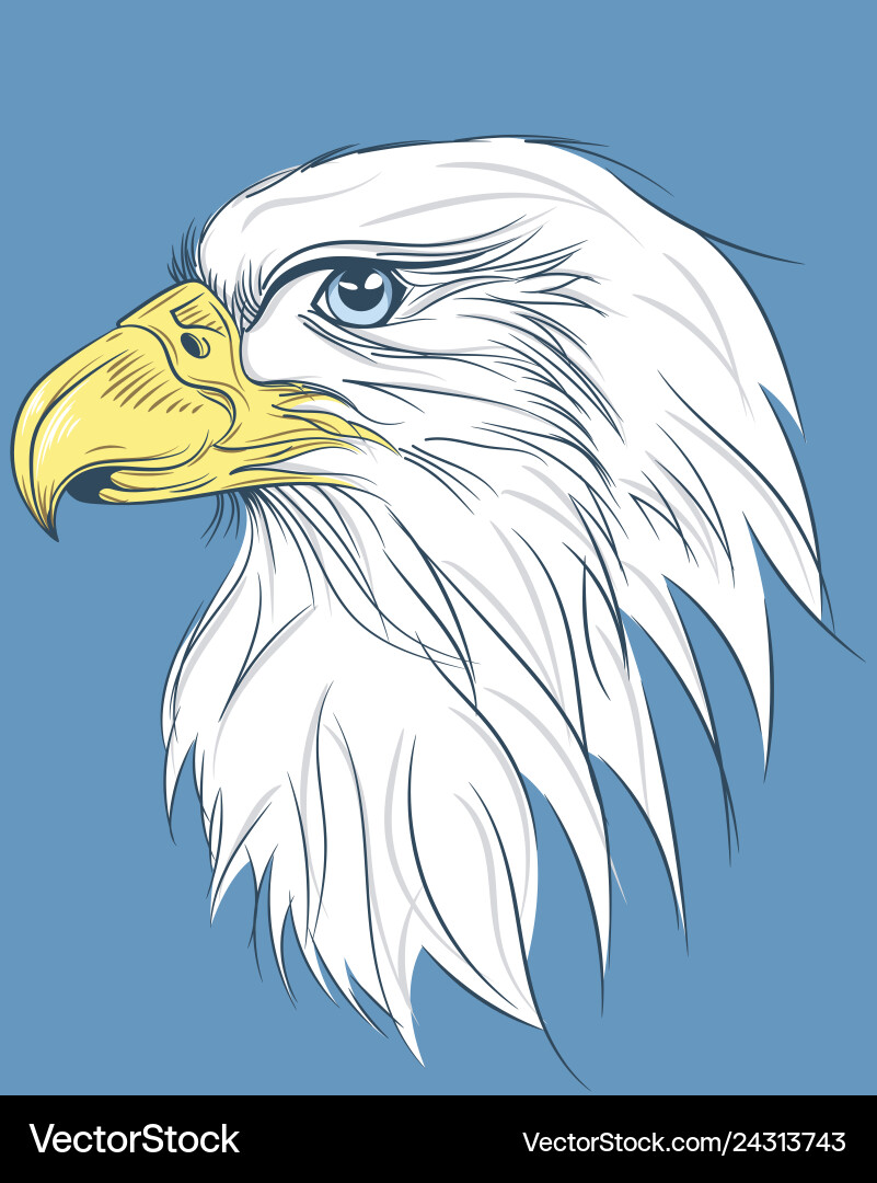 Hawk head Royalty Free Vector Image - VectorStock