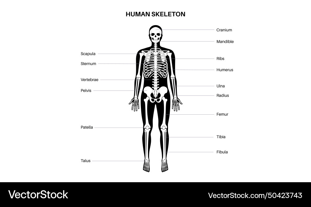 Human skeleton anatomy Royalty Free Vector Image