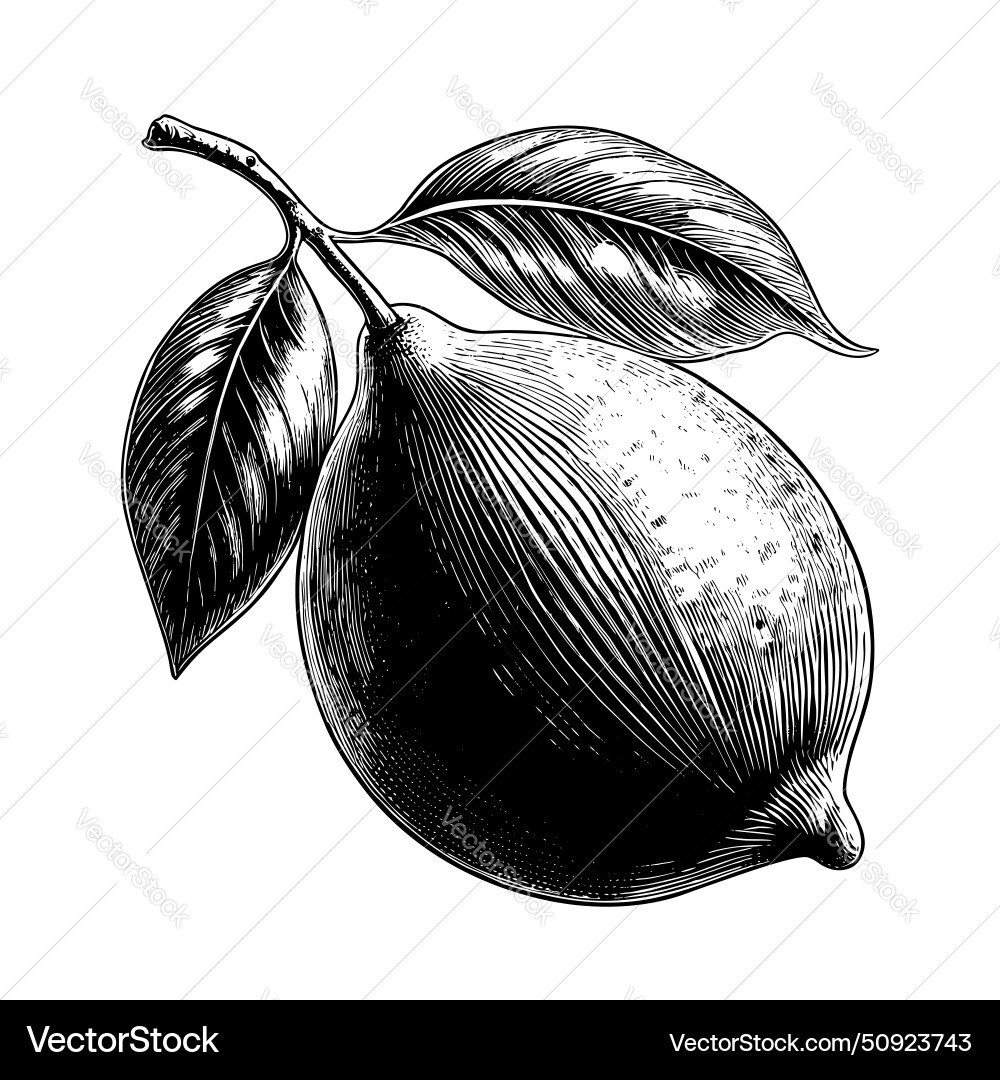 Lemon engraving hand drawn isolated fruit Vector Image