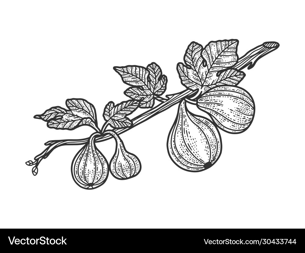 Common fig sketch Royalty Free Vector Image - VectorStock