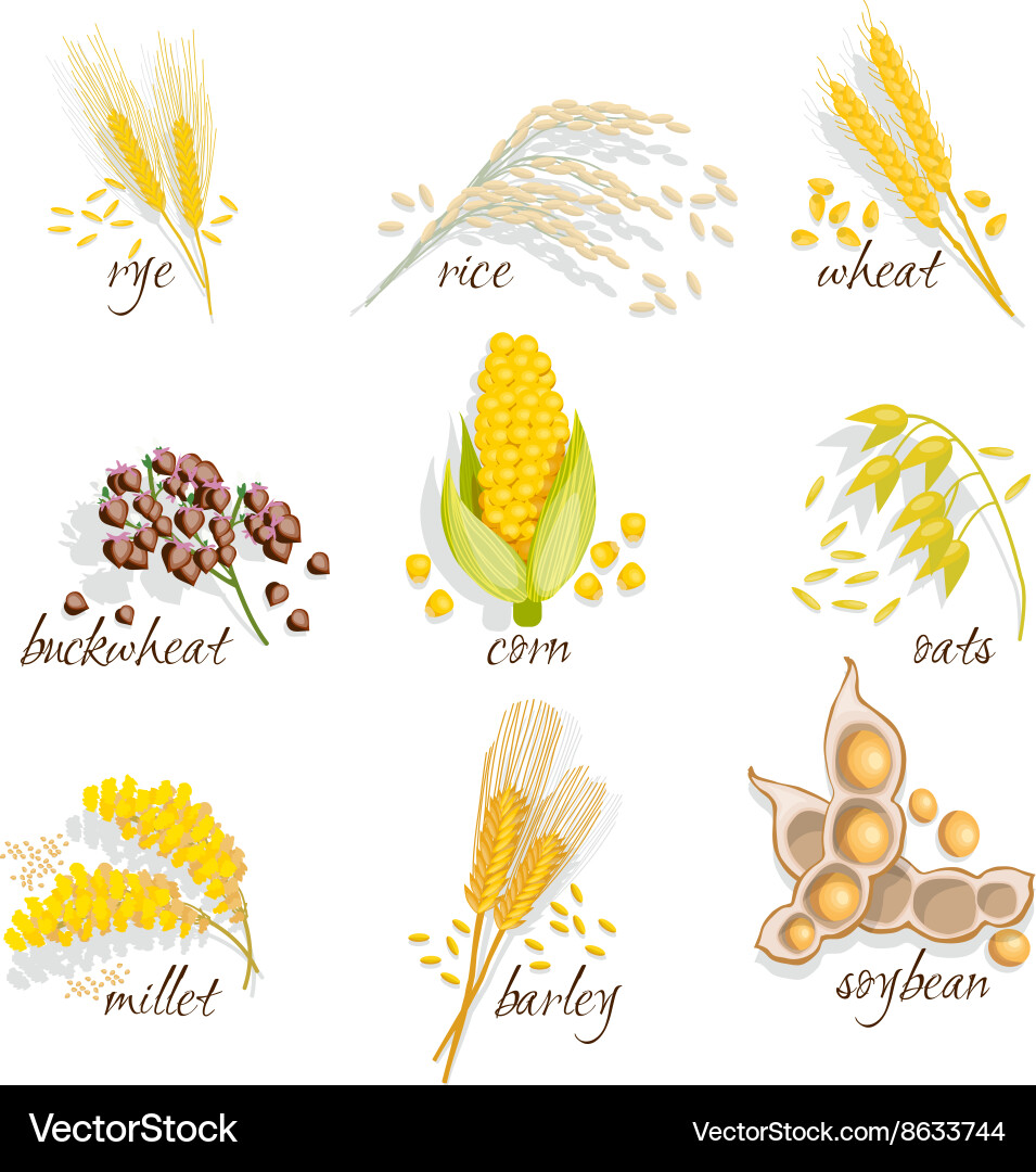 Grain Icon Set Royalty Free Vector Image - VectorStock