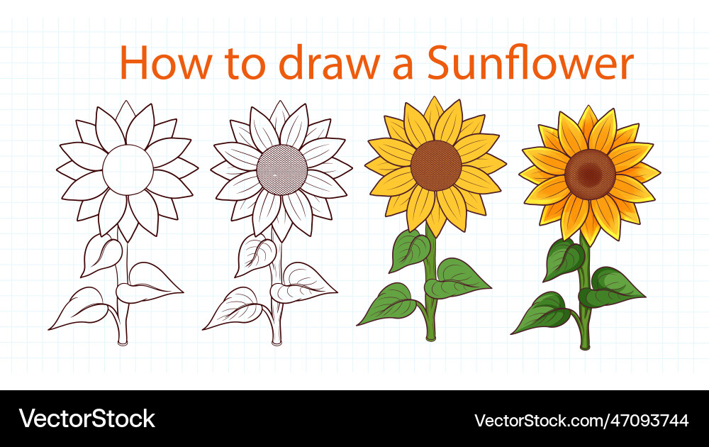 How to draw sunflower Royalty Free Vector Image